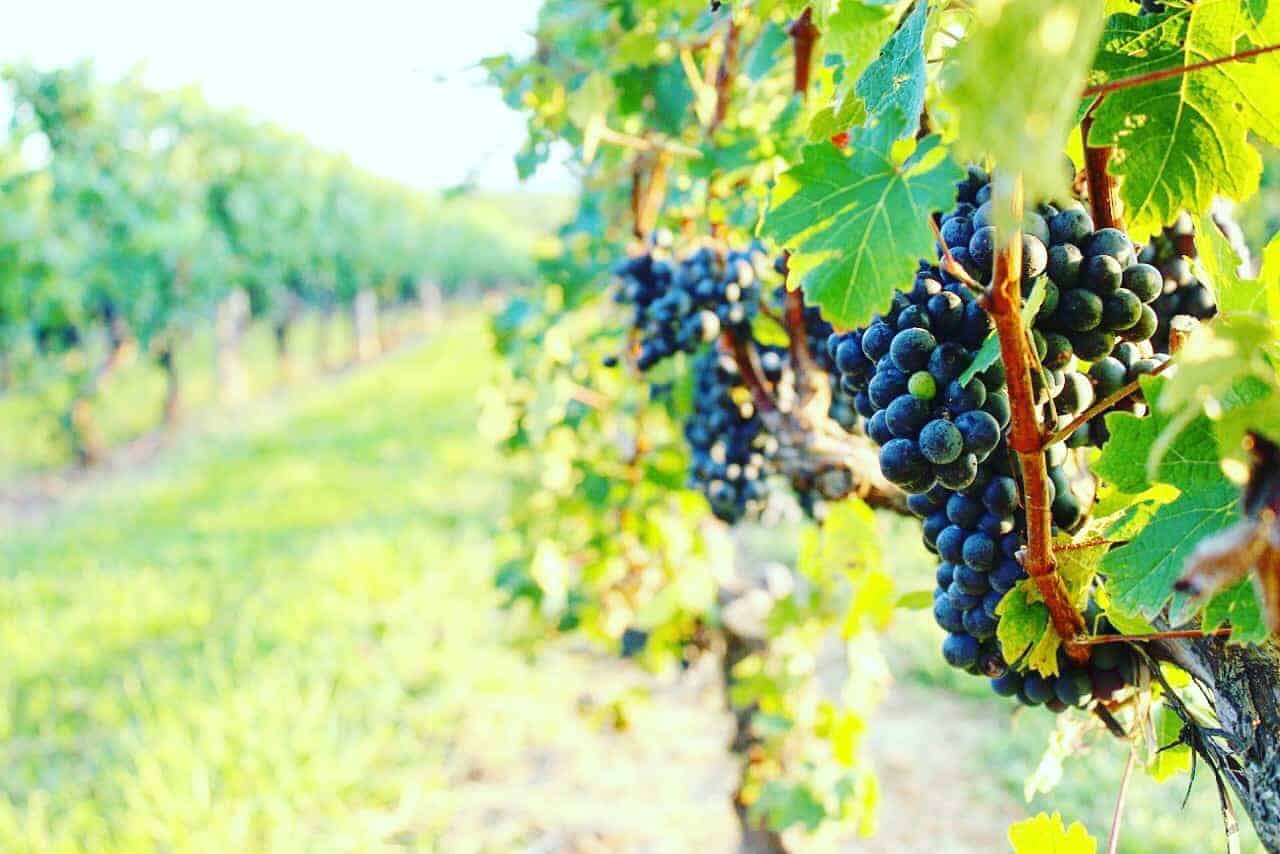 10+ must visit north carolina wineries near charlotte, nc
